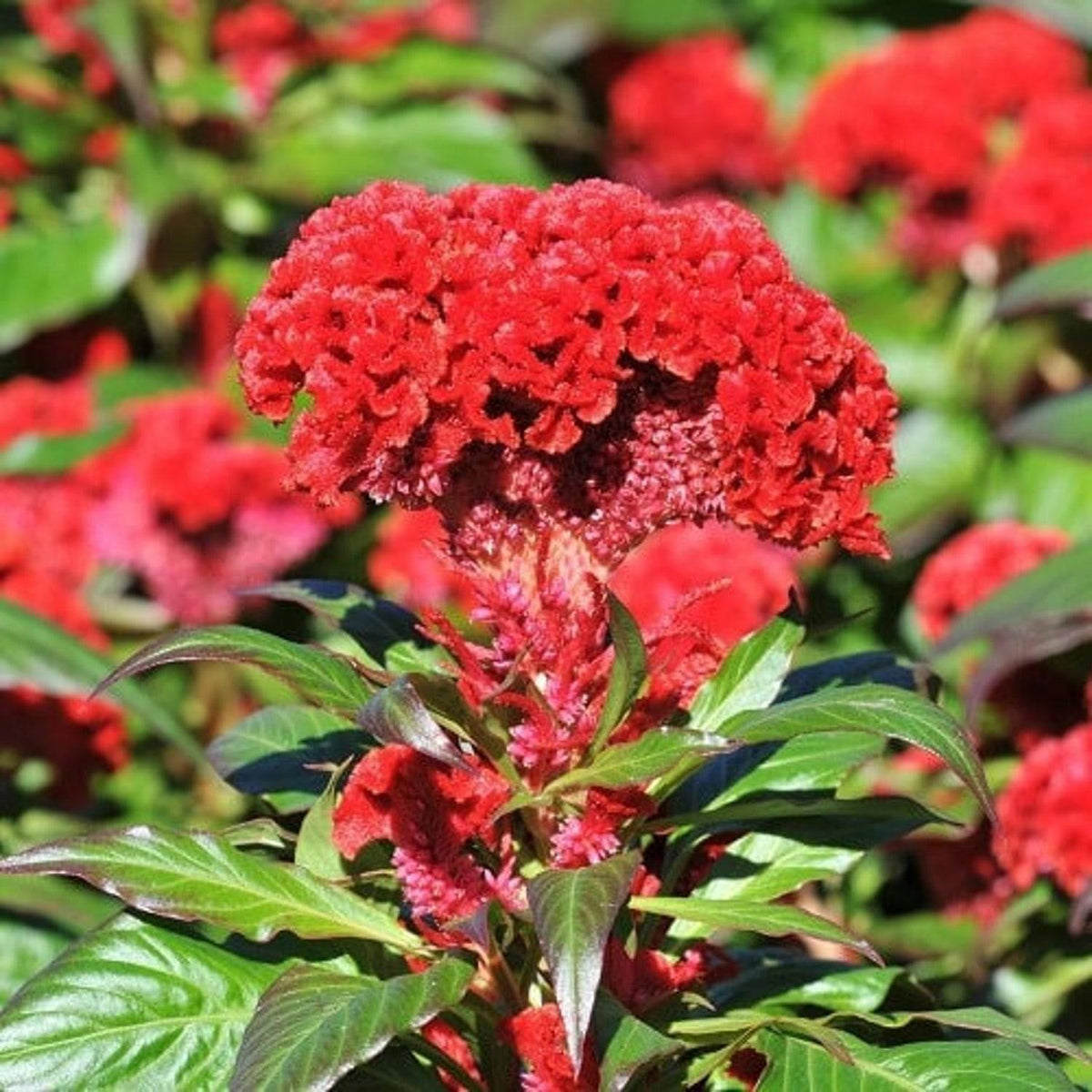 50+ Seeds Giant Cockscomb Seeds, Celosia Cristata Flower, Celosia Flow ...