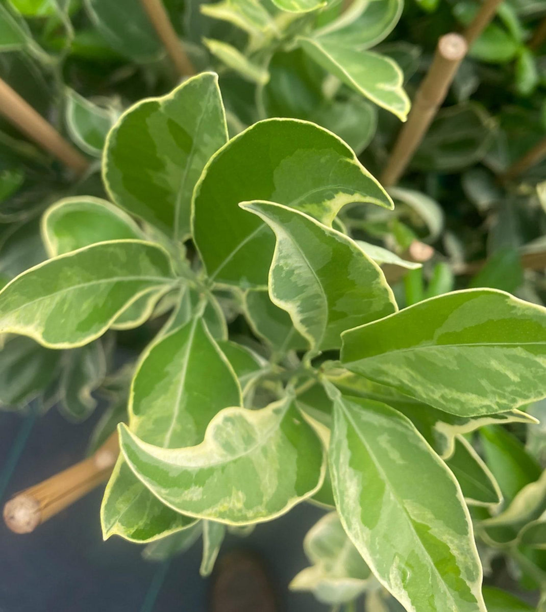 50+ Seeds Variegated Cara Cara Red Orange Seeds Tree Rare Citrus - Per ...