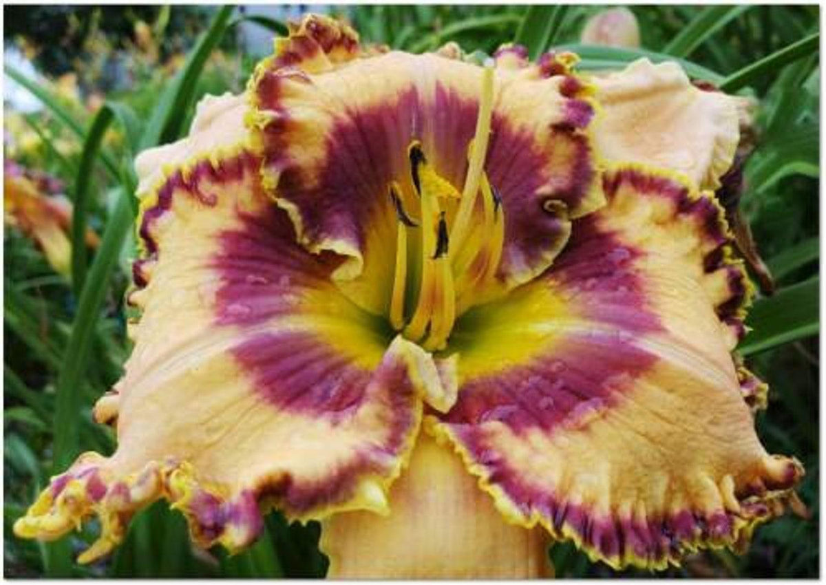 50+ Seeds Daylily Seeds Floriography Flower Ready To Grow Rare Flowers ...