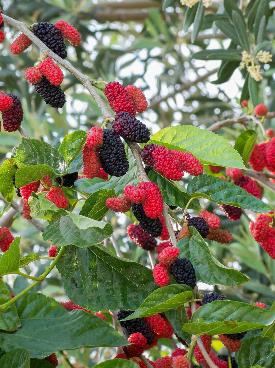 50+ Seeds White Mulberry Tree Seeds Aka Morus Alba - Perfect for Plant ...