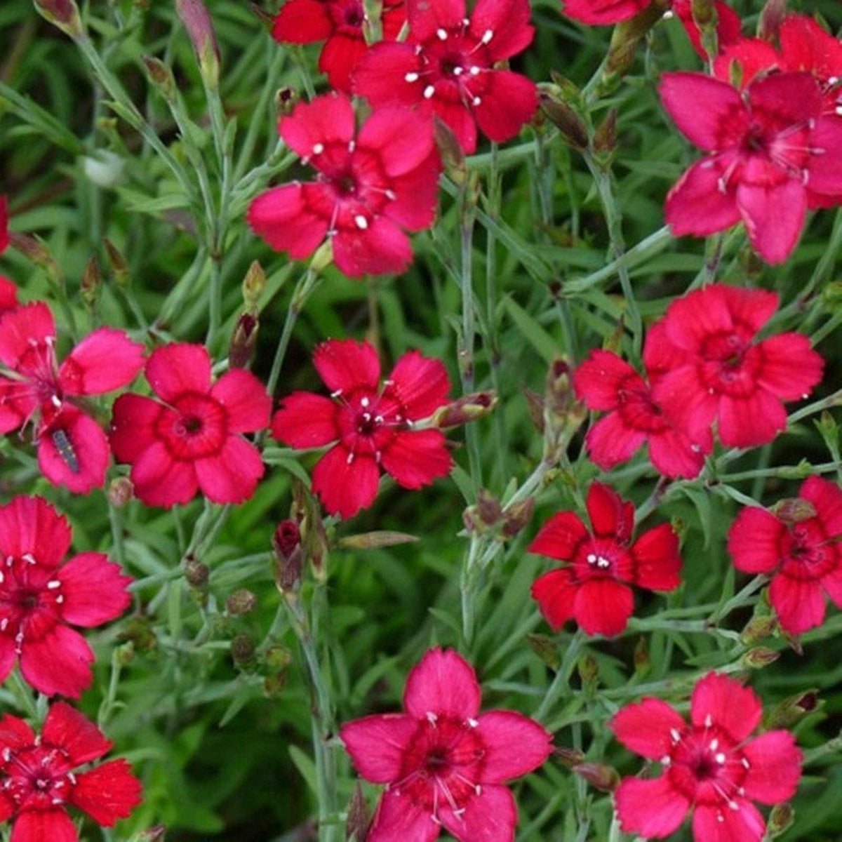 Alpine Pink Dwarf Red Seeds Flowering For Planting 100+ Seeds - Perfec ...