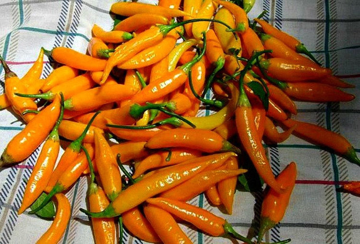 Datil Pepper, World S Hottest Chile, Fruity Flavor, 35+ Seeds Rare See ...