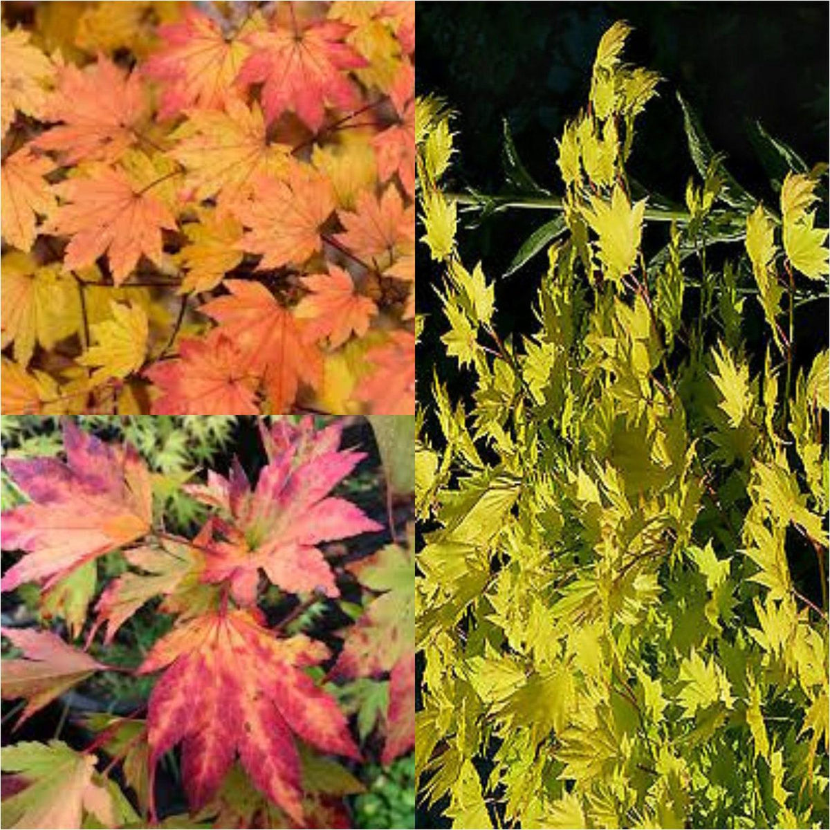 Seeds For Planting, Acer Shirasawanum Ogurayama Dry Seed, Ogurayama Fu ...