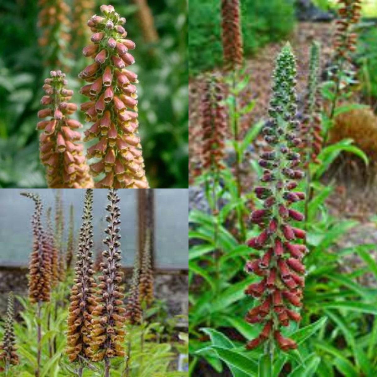 50+ Seeds For Planting, Digitalis Parviflora Seeds, Spanish Foxglove ...