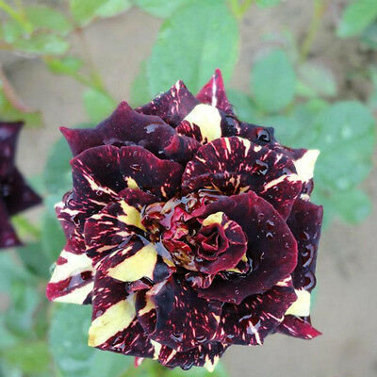 Rare Seeds Black Dragon Rose Seed For Planting Bush 100+ Seeds Get - P ...
