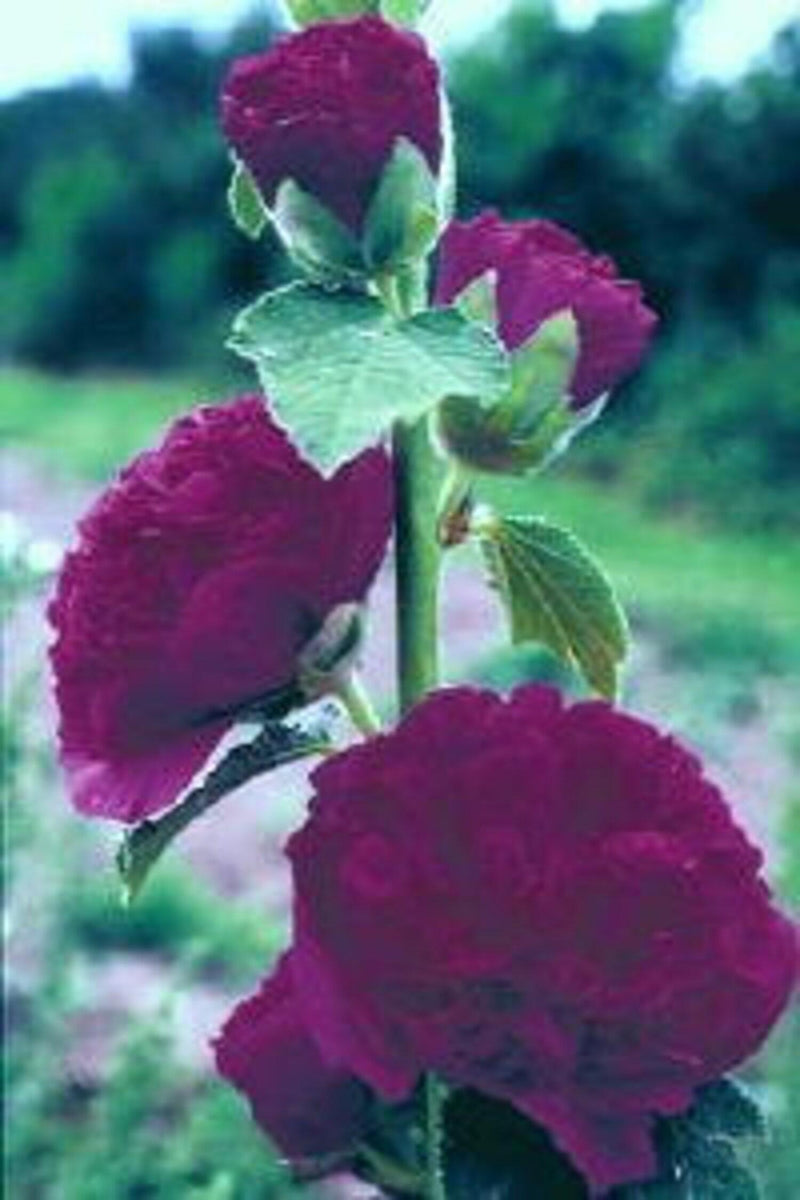 30+ Seeds Old Fashioned Giant Violet Double Hollyhock Flower Seeds - P ...