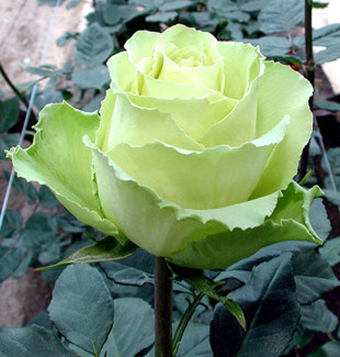 Green Rose Seeds 35+ Seeds Code - Perfect for Planting and Gifting ...