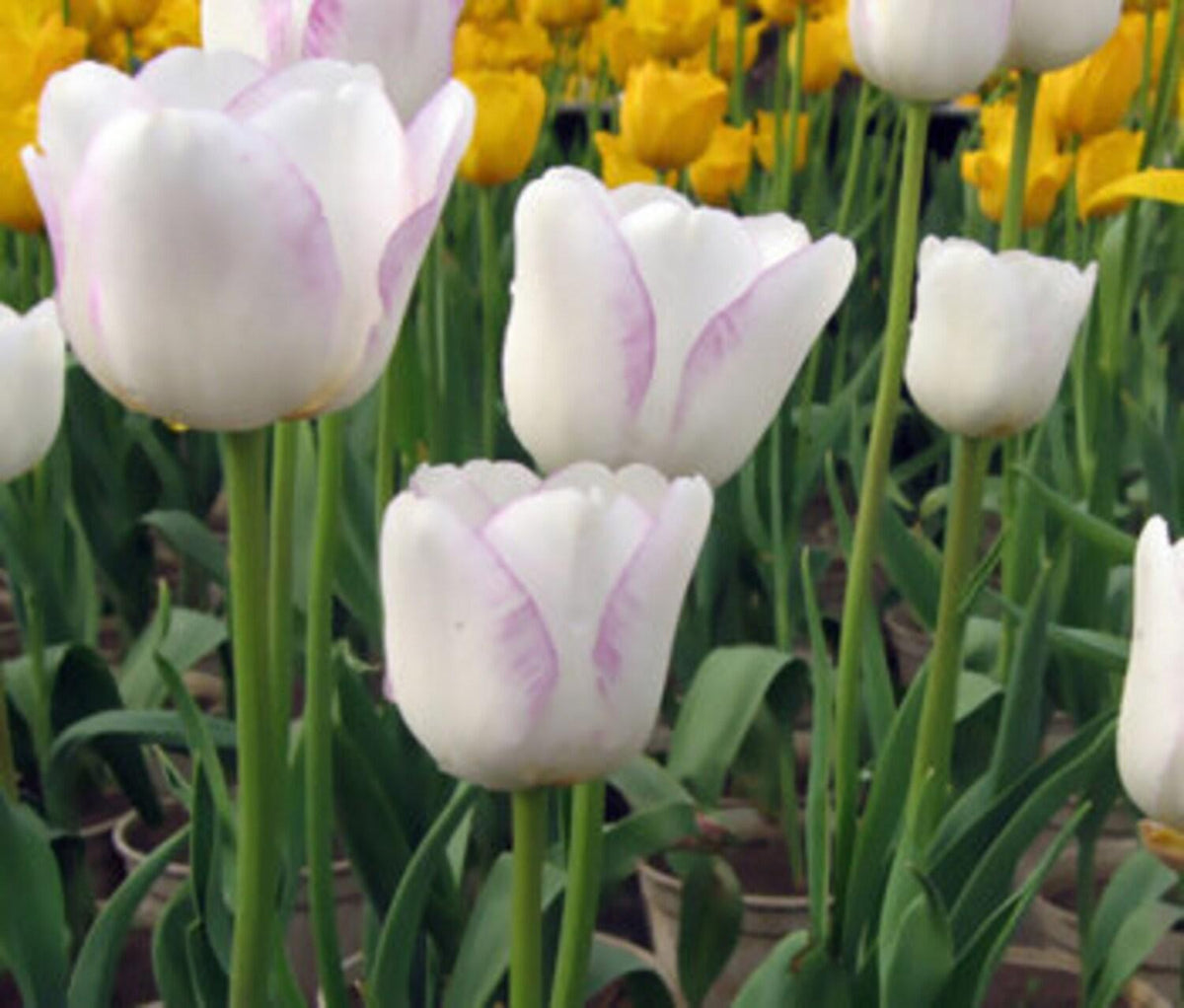 Tulip Seeds White Pink H100+ Seeds - Perfect for Planting and Gifting ...