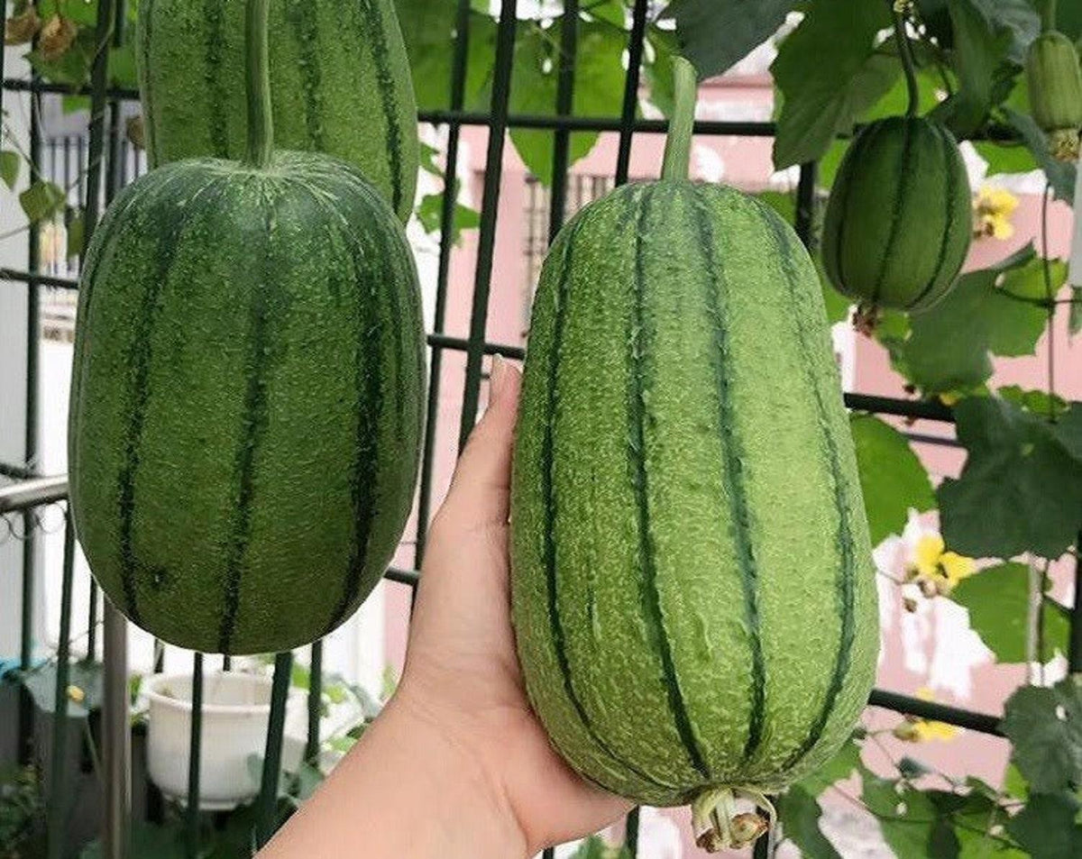 35+ Seeds Apple Luffa Round Tasty F1 Sponge Gourd Seeds Hybrid Seed Ve ...