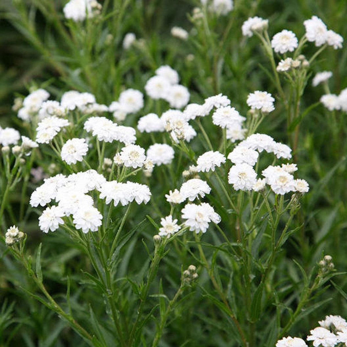 Yarrow Pearl Double Diamond Seeds 30+ Seeds - Perfect for Planting and ...
