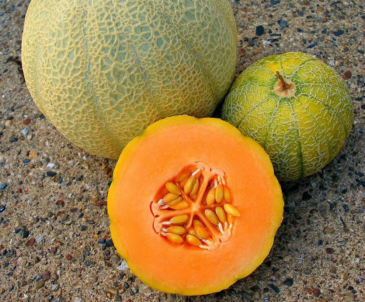 Minnesota Midget Melon, 35+ Seeds, Super Sweet Fruit, , Compact Vines ...