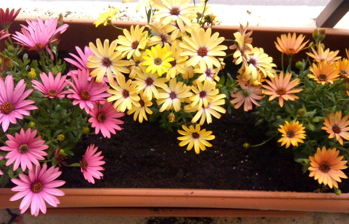 Dimorphotheca Flower Seeds , Gardning , Greek Flowers, Flower Mix Seed ...