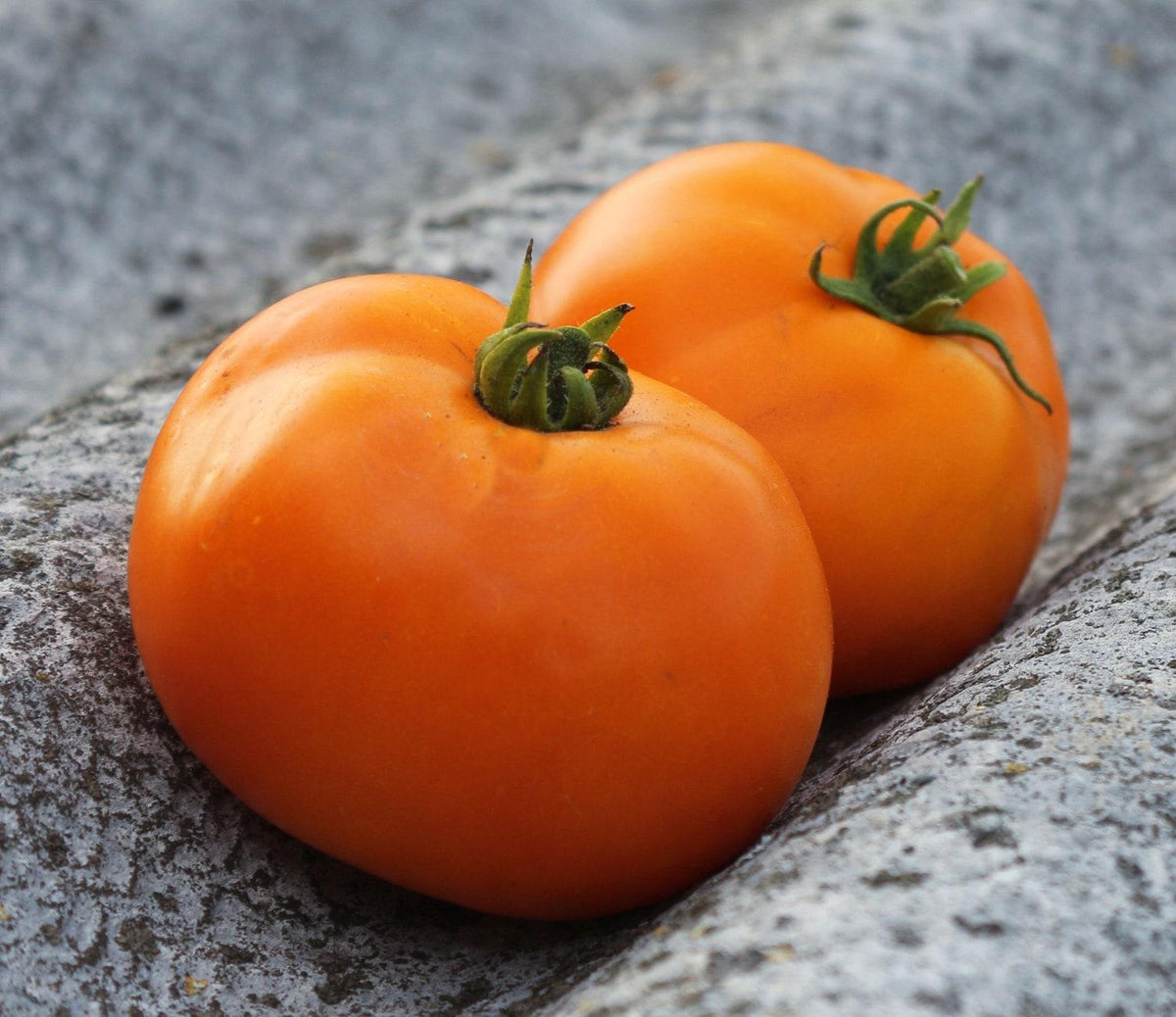 Amana Orange Tomato 35+ Seeds Large Beefsteak Type Beautiful Color Lon ...