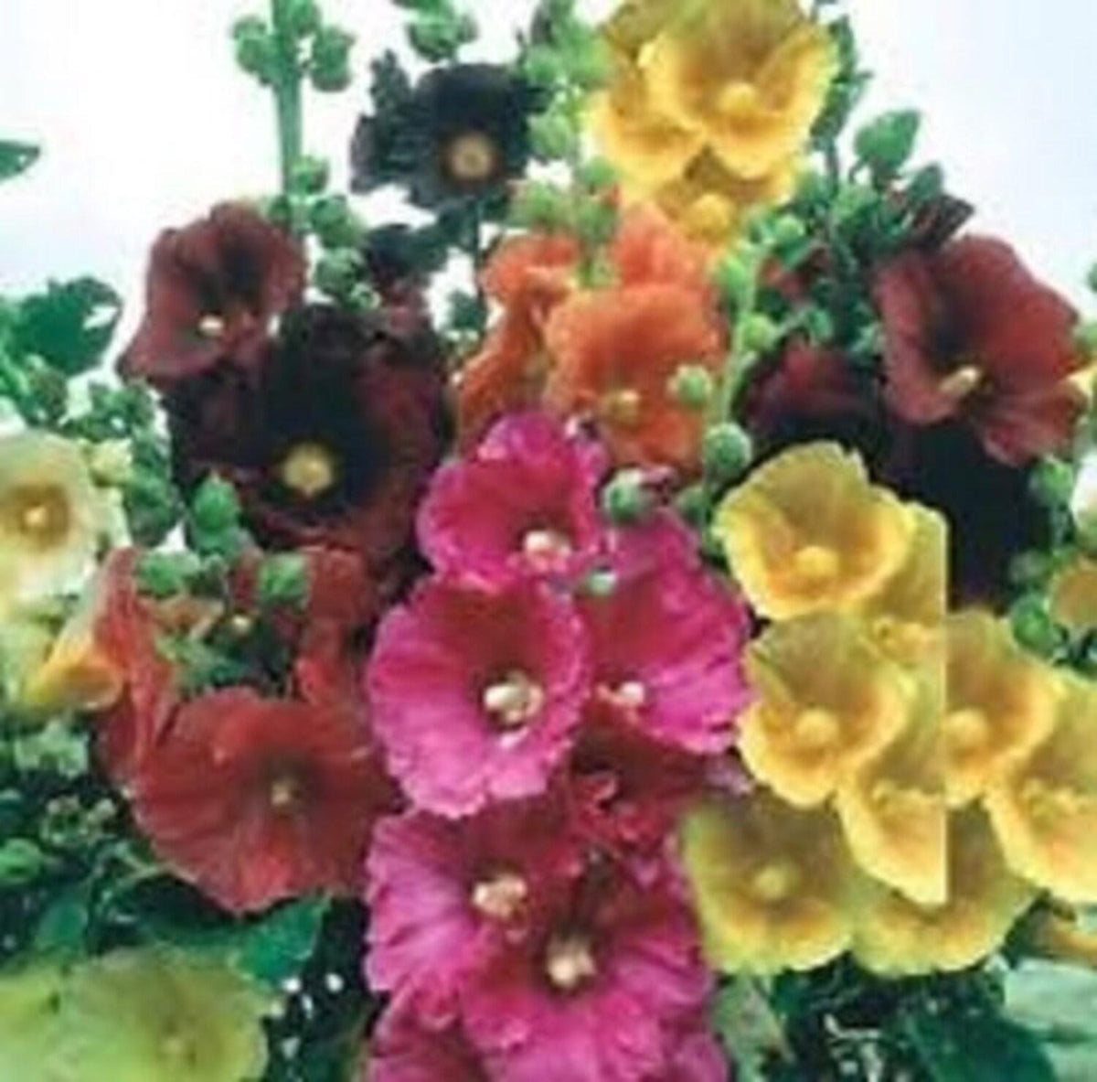 Alcea Hollyhock Flower Seed Mix 50+ Seeds - Perfect for Planting and G ...