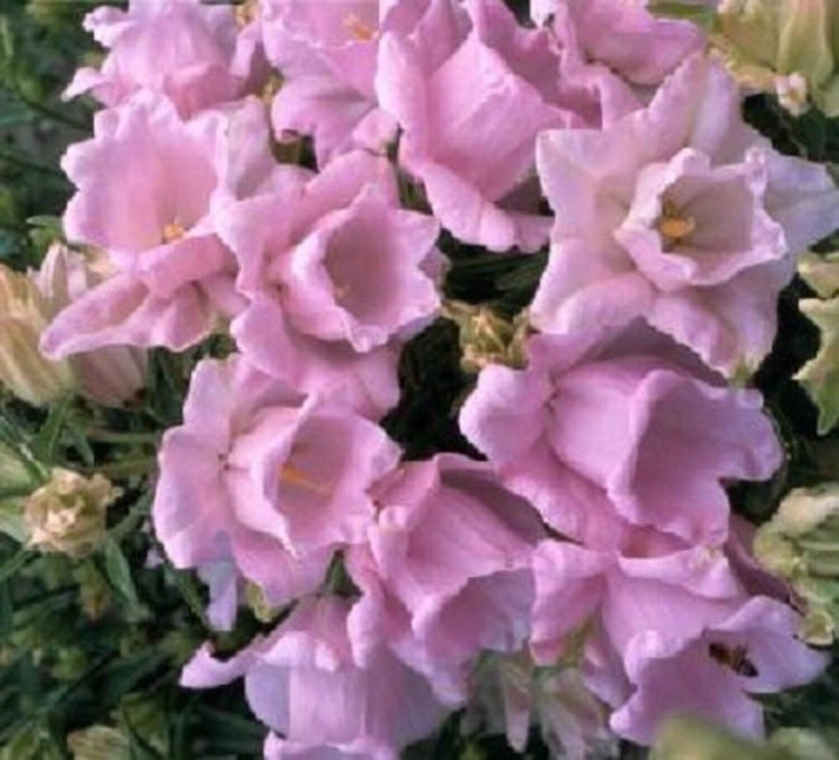 Campanula Canterbury Double Pink Bells Flower Seeds 50+ Seeds - Perfec ...