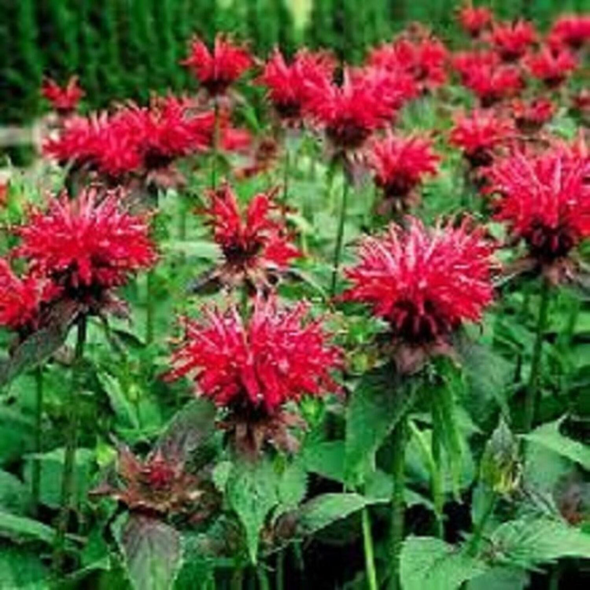 Red Monarda Bee Balm Flower Seeds 50+ Seeds - Perfect for Planting and ...