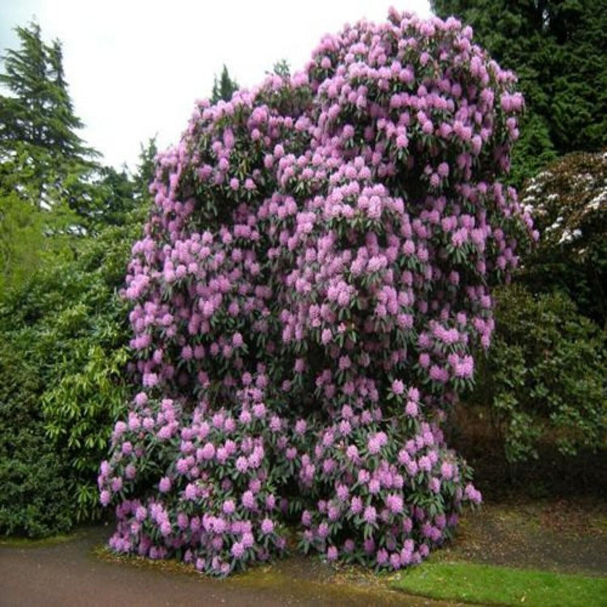 Rhododendron Fortunei Bush Seeds (rhododendron Fortunei) 50+ Seeds - P ...