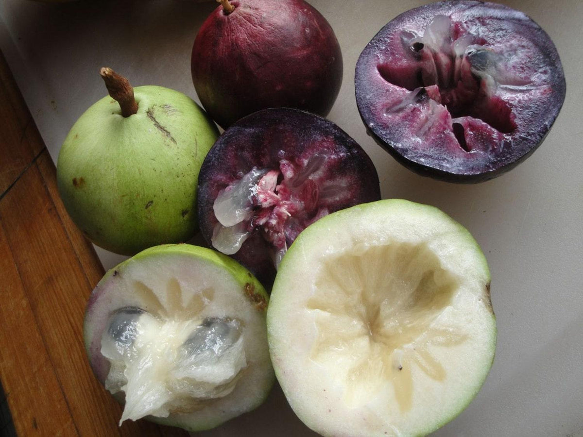Chrysophyllum Cainito Caimito Green Star Apple 35+ Seeds Rare Fresh Se ...