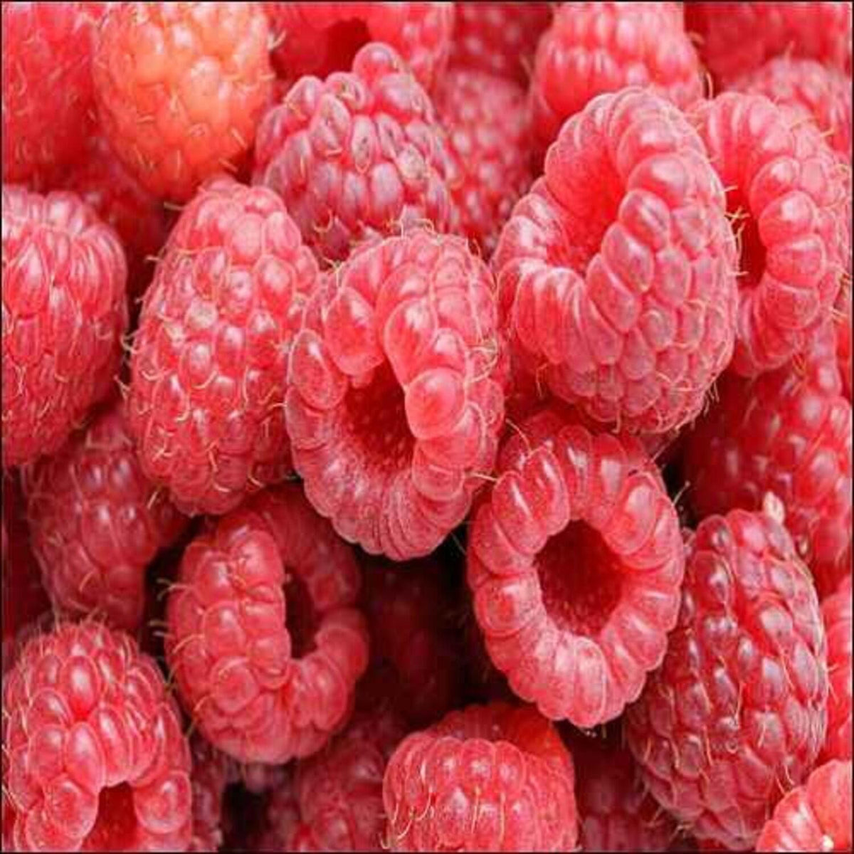 Red Raspberry Bush Seeds (rubus Idaeus) 35+ Seeds - Perfect for Planti ...