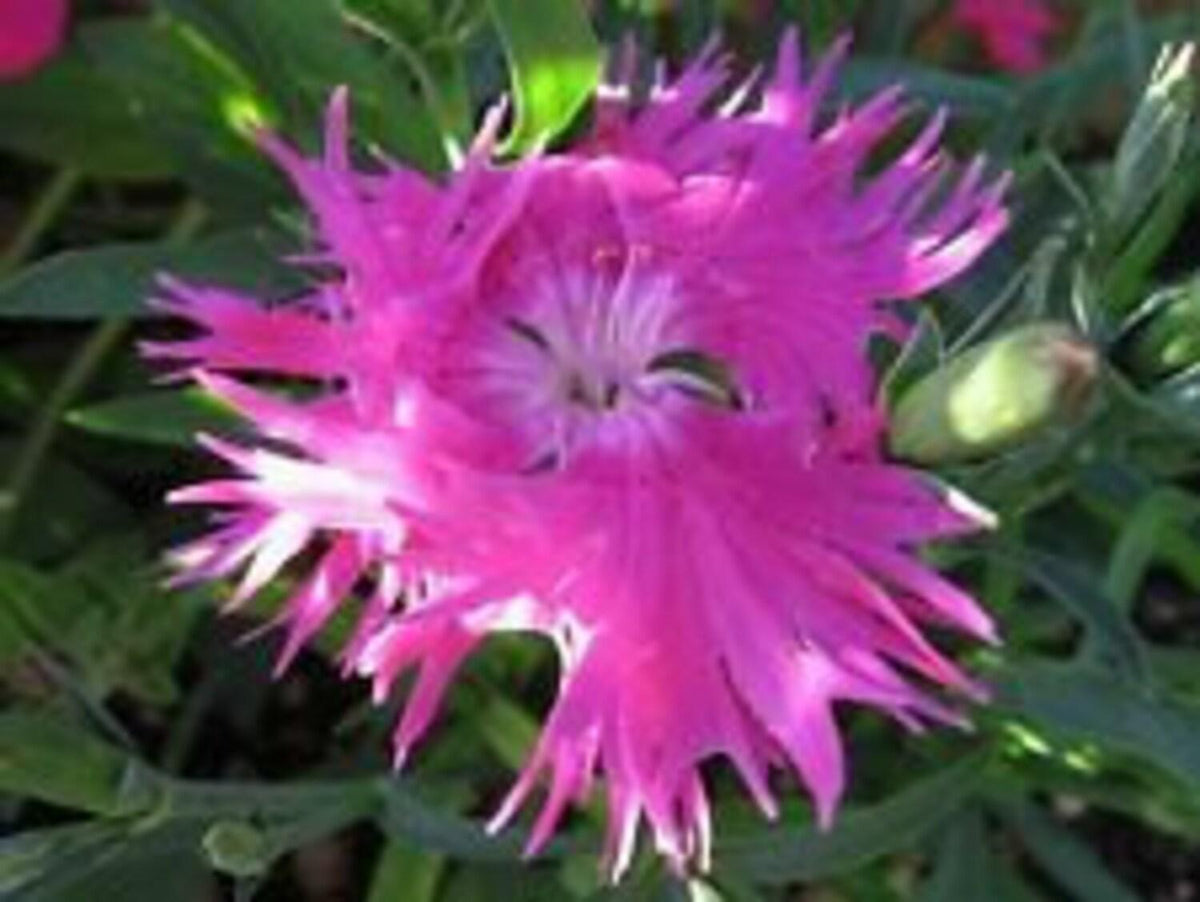 Superbus Rose Carnation Flower Seeds Dianthus 50+ Seeds - Perfect for ...