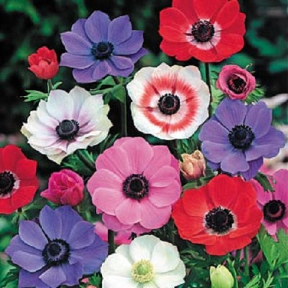 Anemone Multifida Mix Flower Seeds 50+ Seeds - Perfect for Planting an ...
