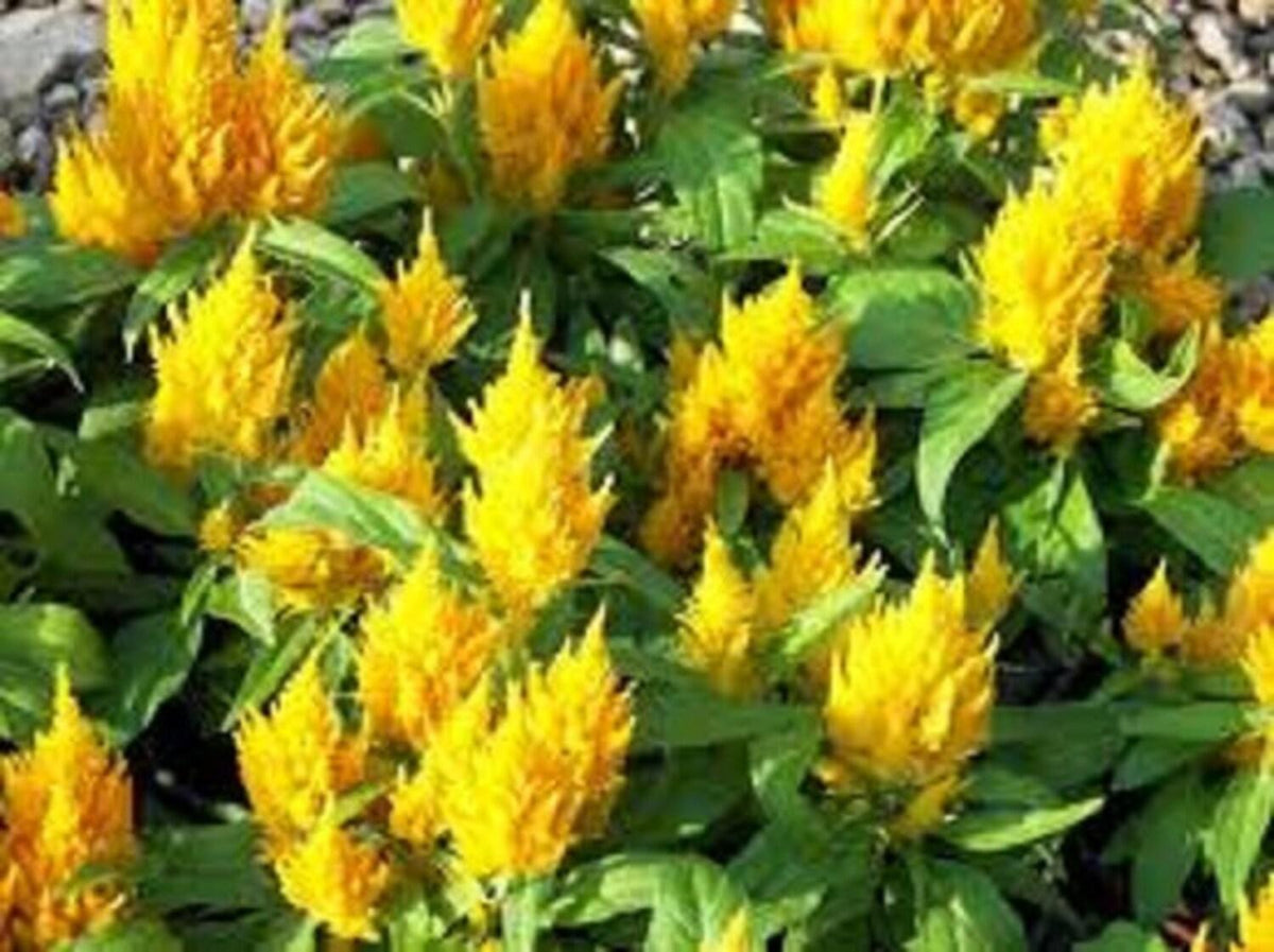 Yellow Flamingo Celosia Flower Seeds Kimono Annual 30+ Seeds - Perfect ...