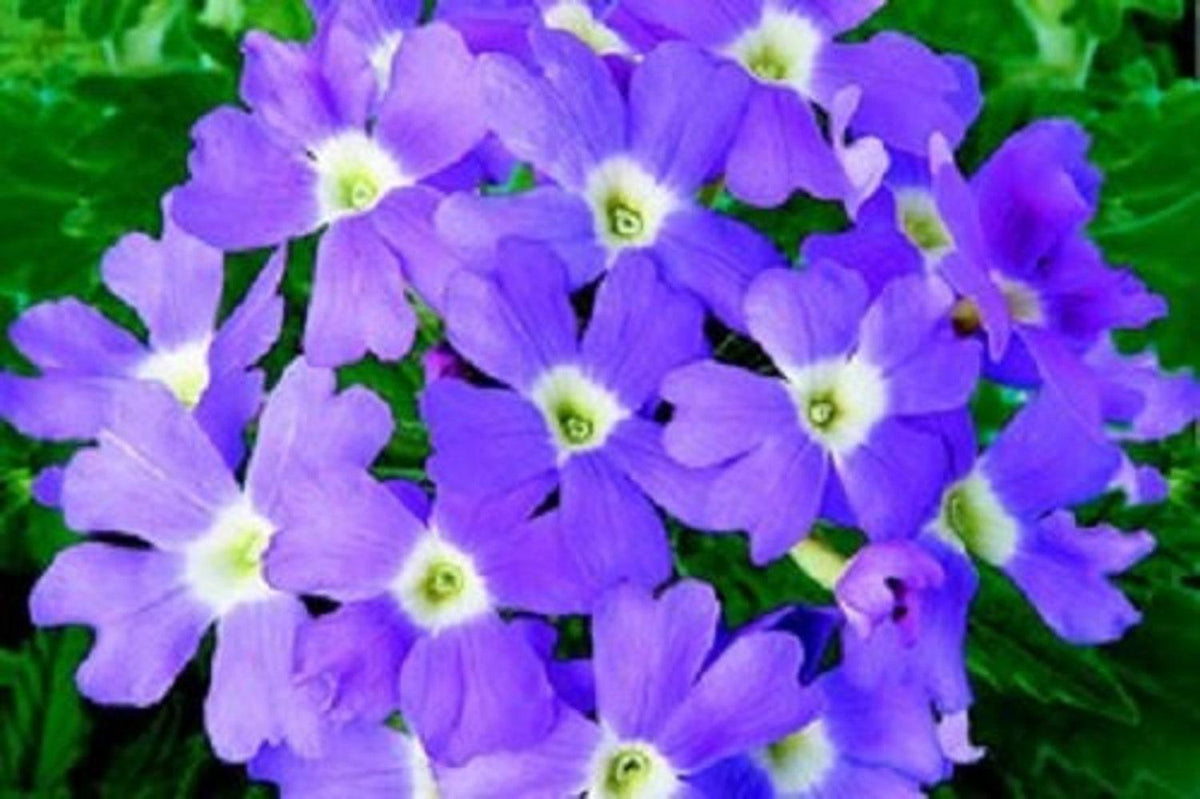 Bin Rd Verbena Seeds Obsession Light Blue With Eye 50+ Seeds - Perfect ...