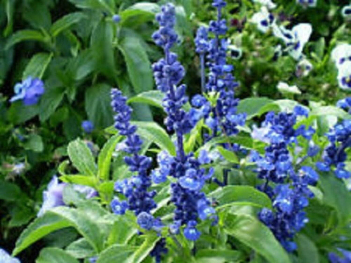 Salvia Farinacea Strata Blue Sage Flower Seeds 50+ Seeds - Perfect for ...