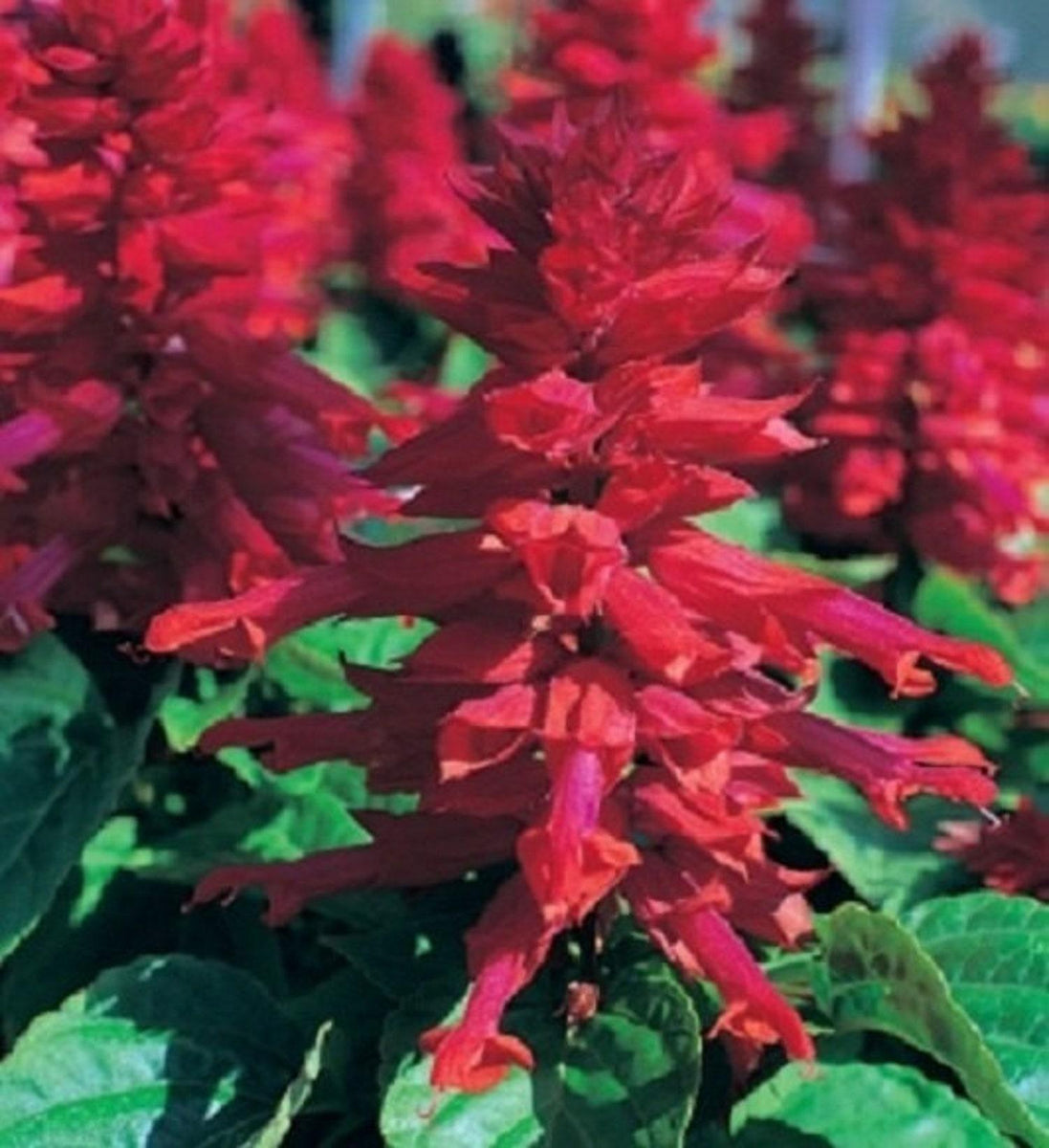 50+ Seeds Salvia Sizzler Burgundy Seeds Flower Seeds - Perfect for Pla ...
