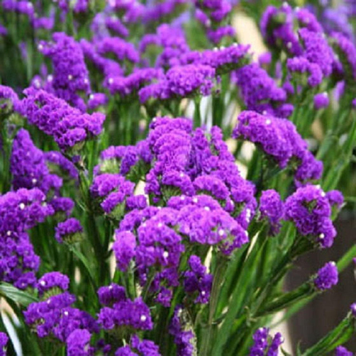 100+ Seeds Statice Premium Purple Flower Seeds - Perfect for Planting ...