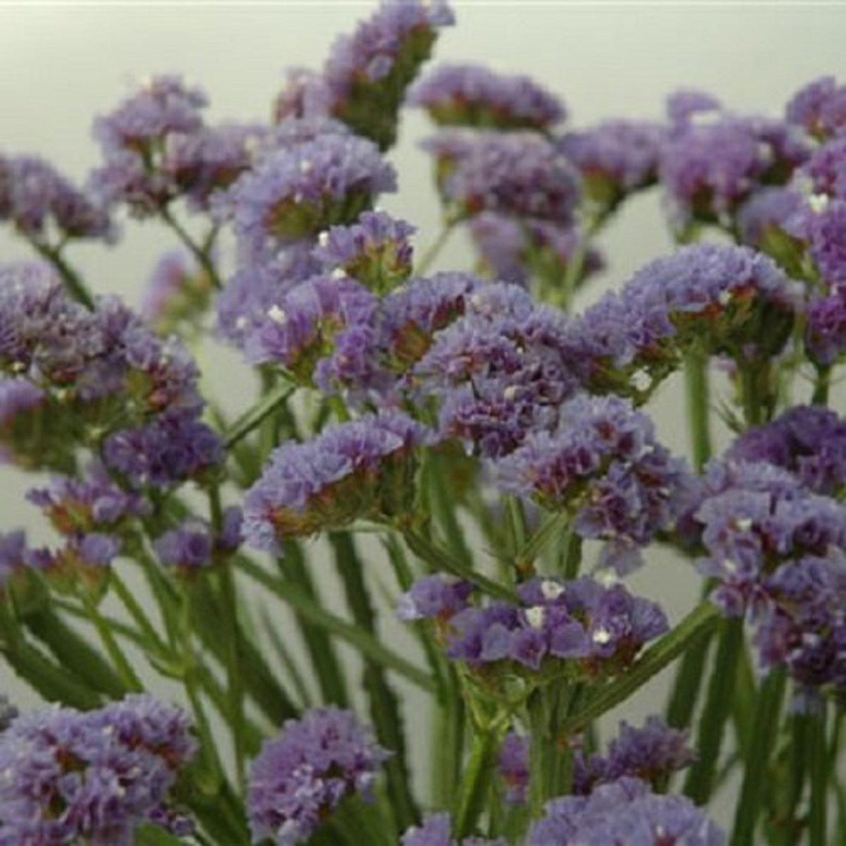 100+ Seeds Statice Fortress Heavenly Blue Flower Seeds - Perfect for P ...