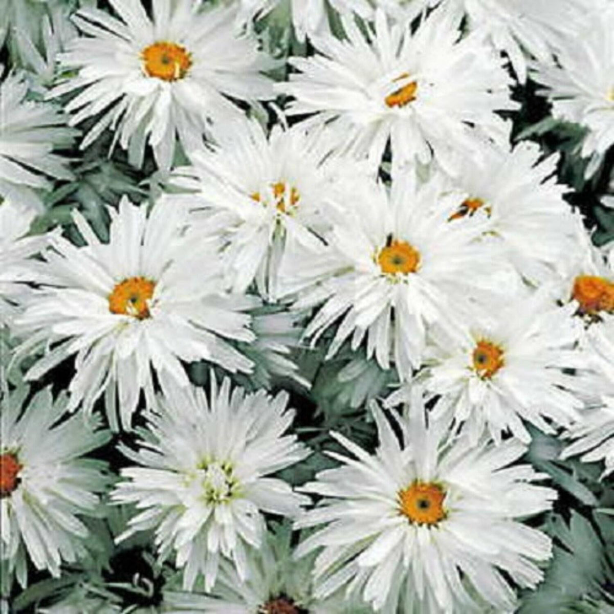 Shasta Daisy Crazy Daisy Flower Seeds Leucanthemum 50+ Seeds - Perfect ...