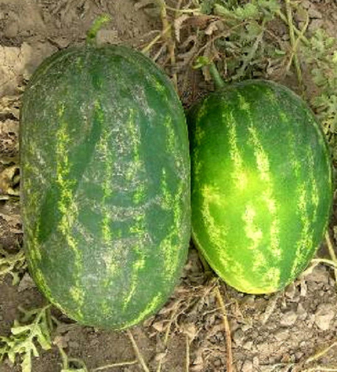 100+ Seeds Watermelon Calsweet Melon Seeds Cal Sweet - Perfect for Pla ...