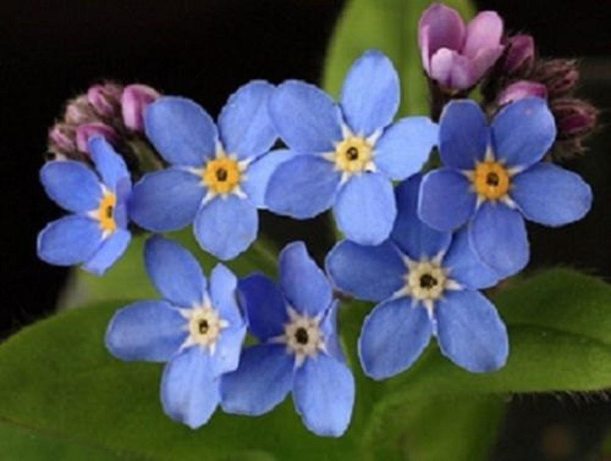 100+ Seeds Bobo Blue Seeds Forget Me Not Flower Seeds - Perfect for Pl ...