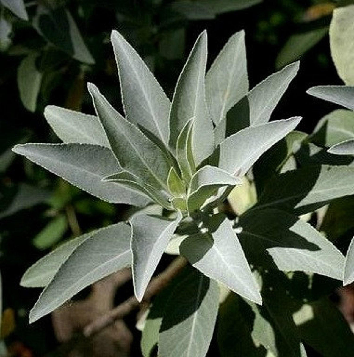 Sacred White Sage, Salvia Apiana, 35+ Seeds, Smudge Sticks, Fragrant S ...