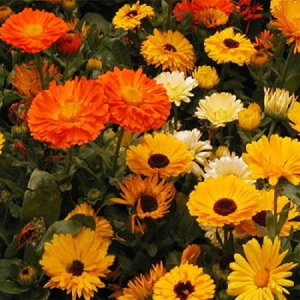 100+ Seeds Calendula Mix ( Calendula Officinalis ) Marigold Flower See ...