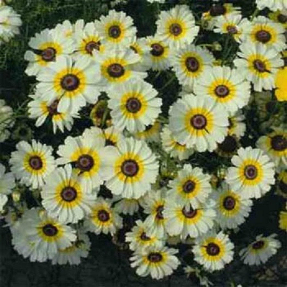100+ Seeds Chrysanthemum Carinatum Polar Star Flower Seeds - Perfect f ...