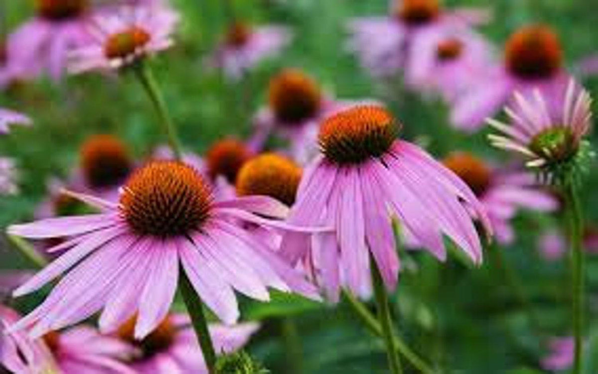 100+ Seeds Purple Coneflower Seeds Ecea Purpurea - Perfect for Plantin ...