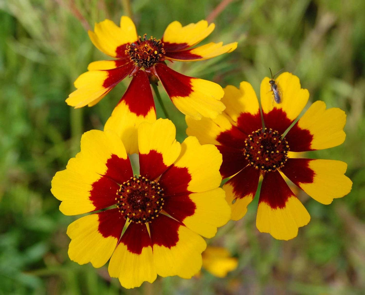 Coreopsis Tinctoria Calliopsis Tickseed 100+ Seeds - Perfect for Plant ...