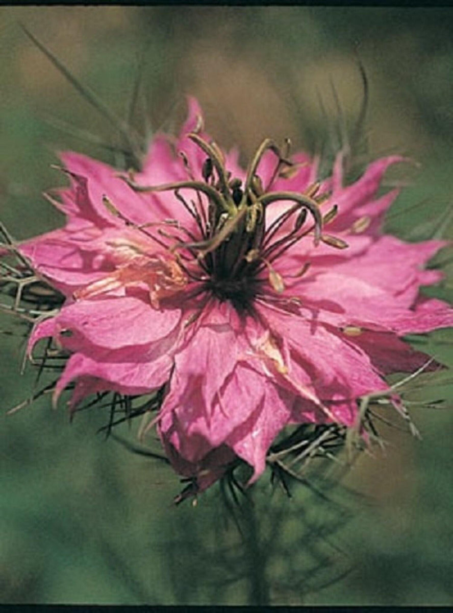 Nigella Persian Mulberry Rose Flower Seedslove In A Mist Annual 100+ S ...