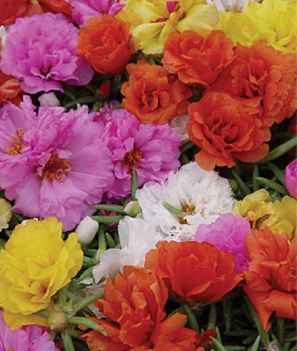 Portulaca Sundial Mix Flower Seeds Annual 75+ Seeds - Perfect for Plan ...