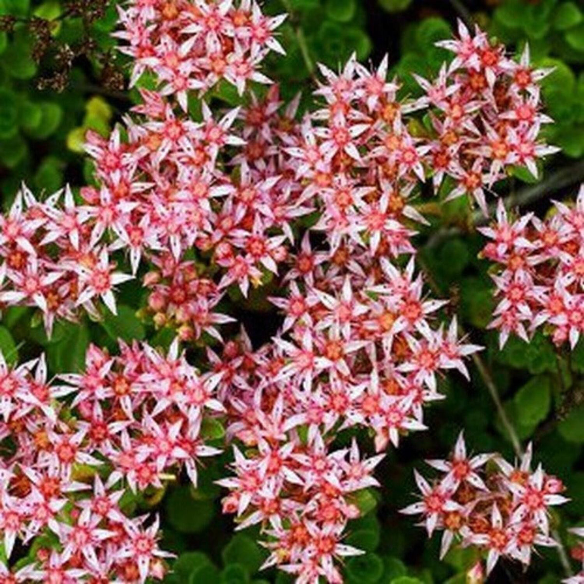Sedum Stolon Stonecrop Succulent Seeds (sedum Stoloniferum) 50+ Seeds ...