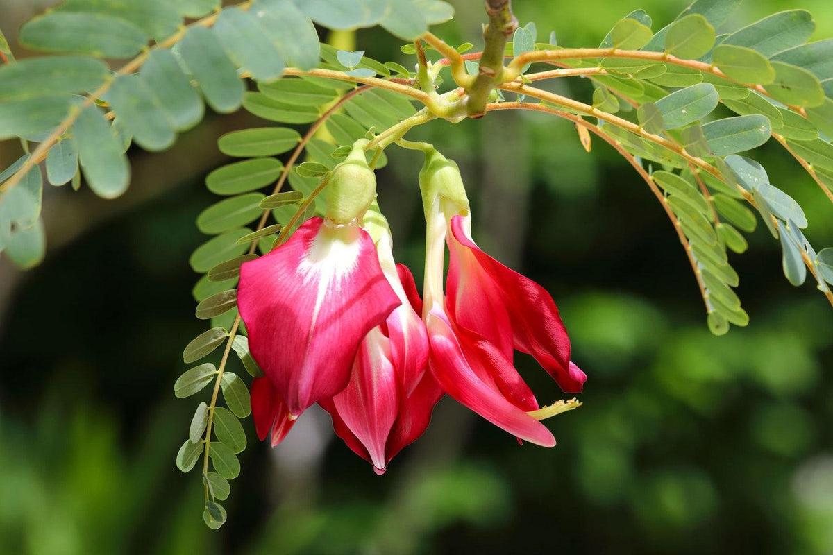 35+ Seeds Sesbania Grandiflora Red Hummingbird Tree Read Description B ...