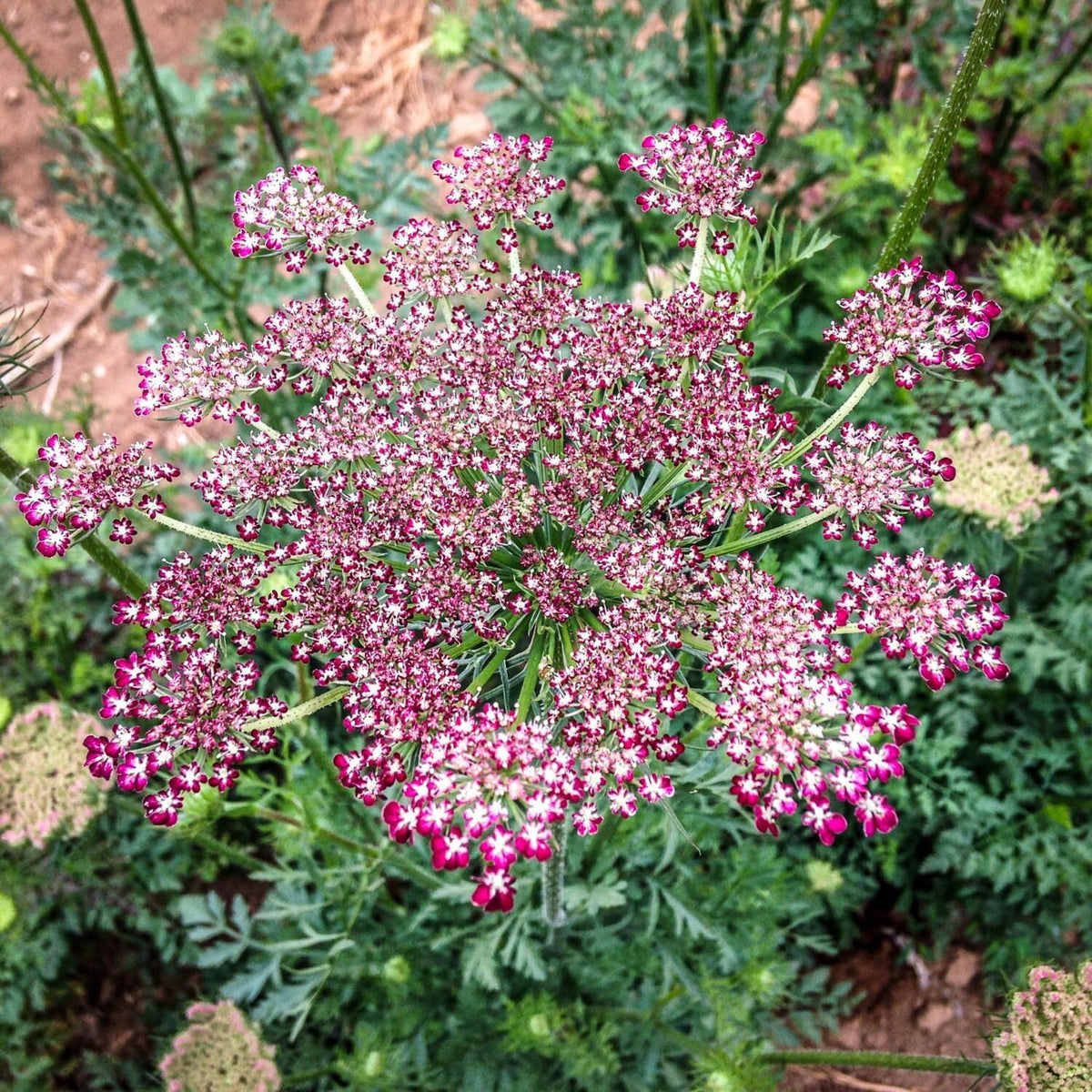 Dara Queen Anne S Lace Flower Seeds ( 100+ Seeds ) Certified , Seed Pa ...