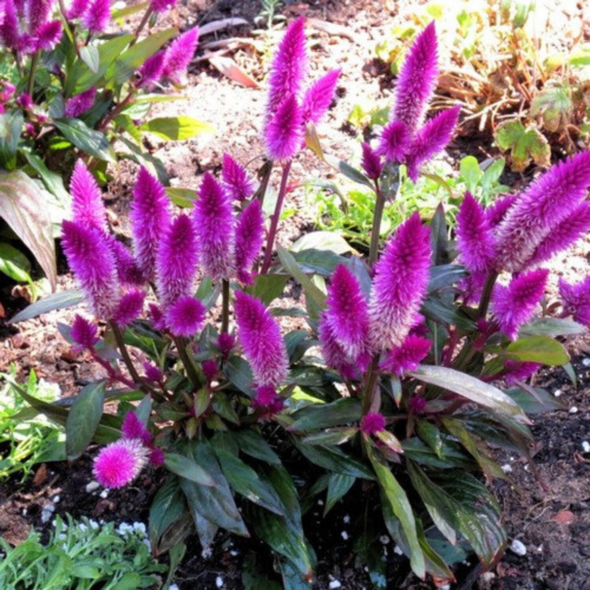 Celosia Flamingo Flower Seeds (celosia Spicata Flamingo) 50+ Seeds - P ...