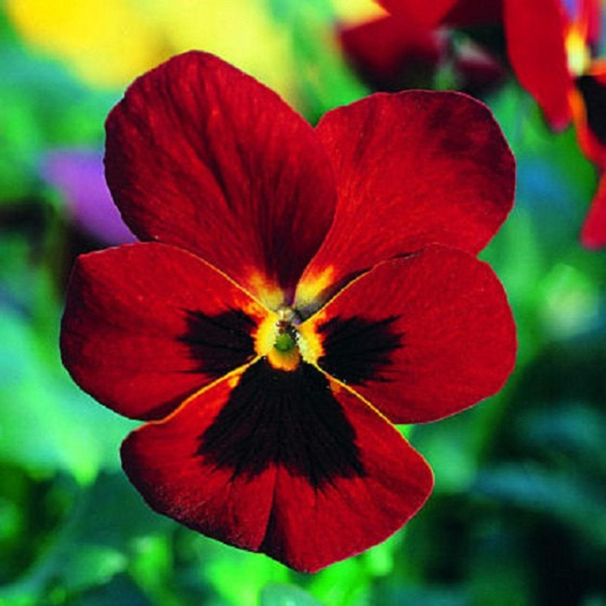 100+ Seeds Viola Seeds Viola Arkwright Ruby () - Perfect for Planting ...