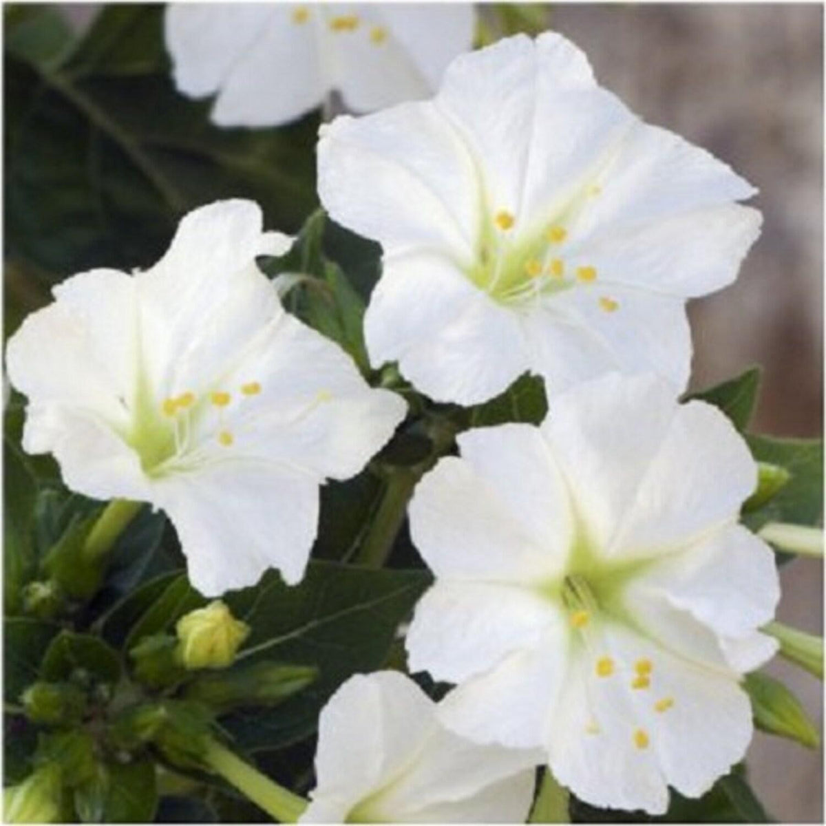 Mirabilis Jalapa White Flower Seeds Four O Clock 40+ Seeds Internation ...