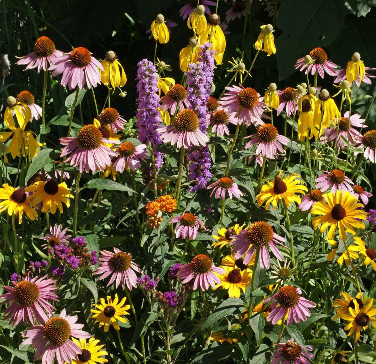 Midwest Wildflower Seed Mix Annuals And S S35+ Seeds - Perfect for Pla ...