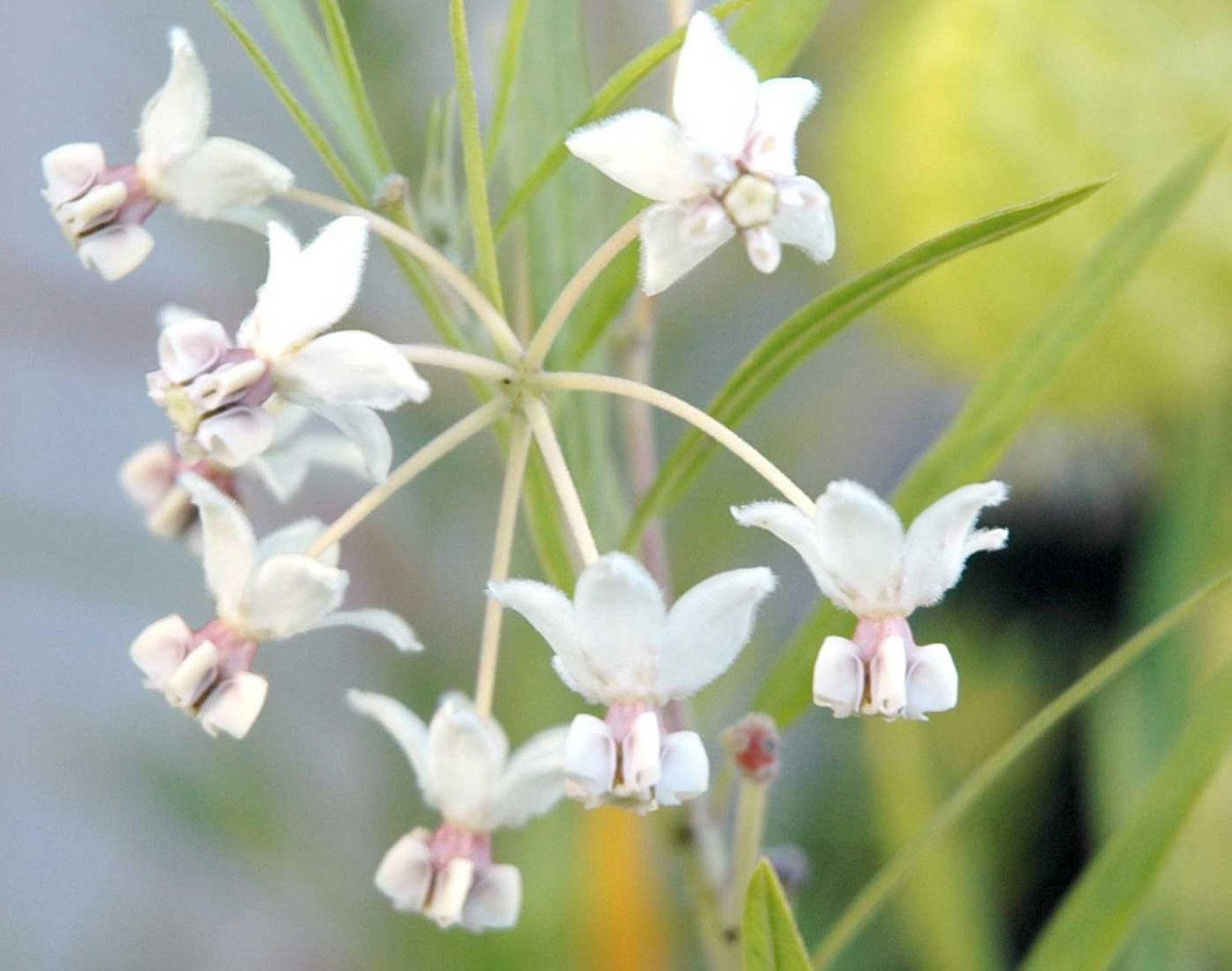Gomphocarpus Fruticosus Swan Plant Milkweed Tennis Ball Bush 35+ Seeds ...