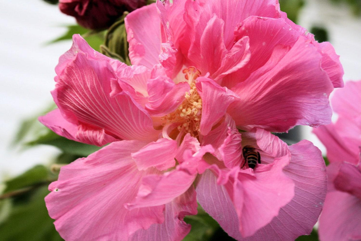 Confederate Rose 35+ Seeds Hibiscus Mutabilis Pink Flower Tree Bright ...